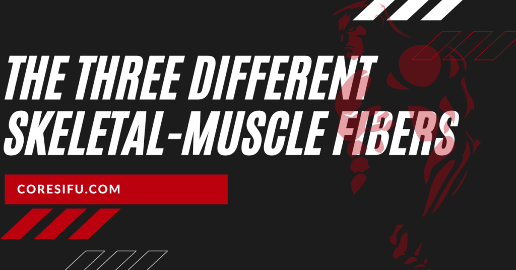The three different skeletal-muscle fibers - CoreSifu